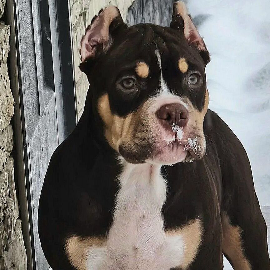 Американский булли, щенок