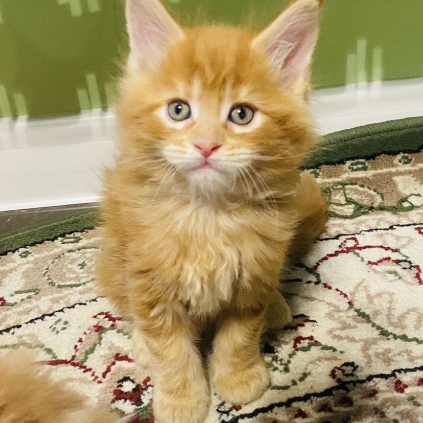 Котята мейн-кун