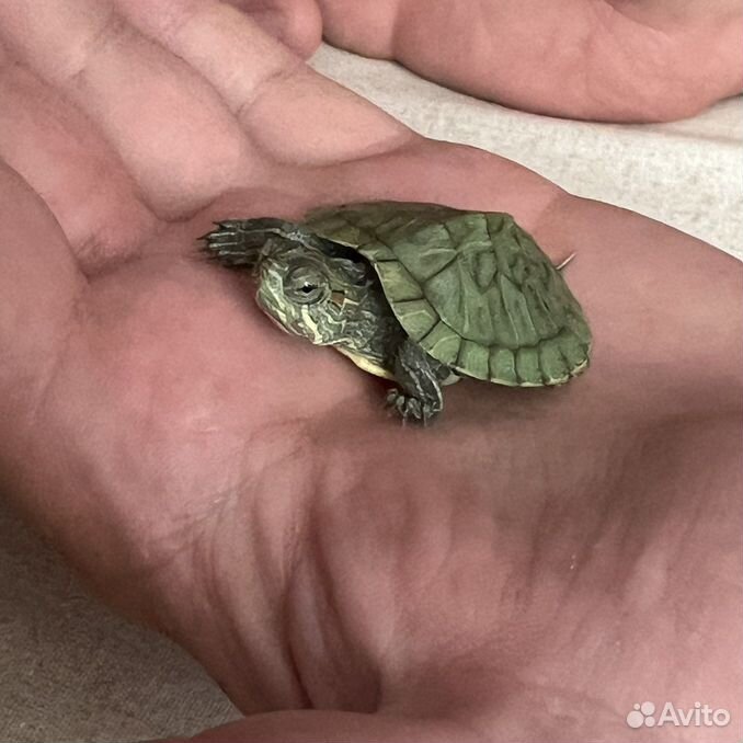Черепаха бесплатно