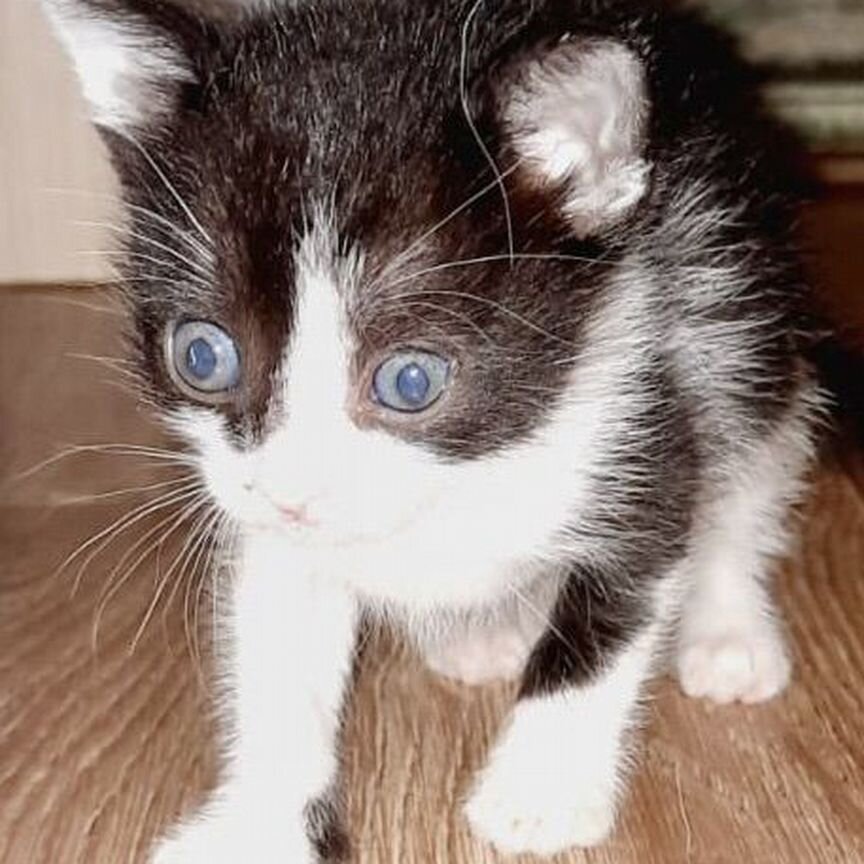 Малюсенький котенок
