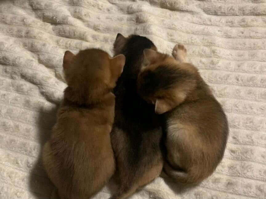 Абиссинские котята