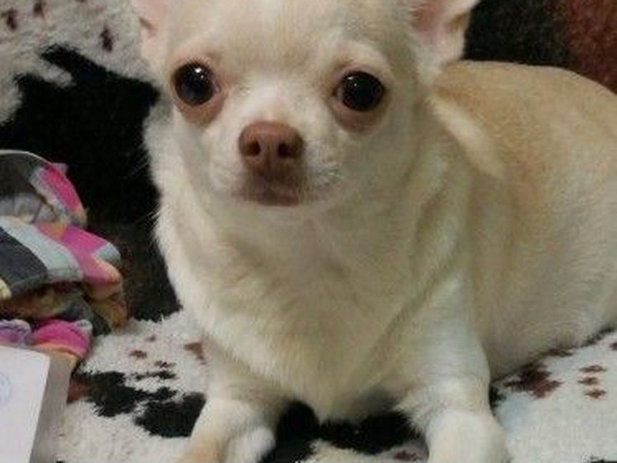 Чихуахуа отдам