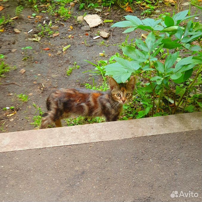 Котенок Варюня