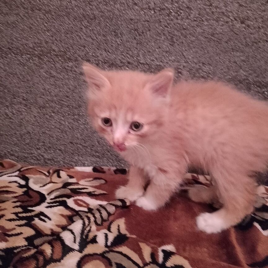 Найден котёнок