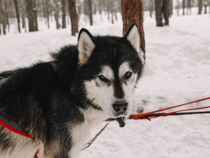 Собака в добрые руки бесплатно