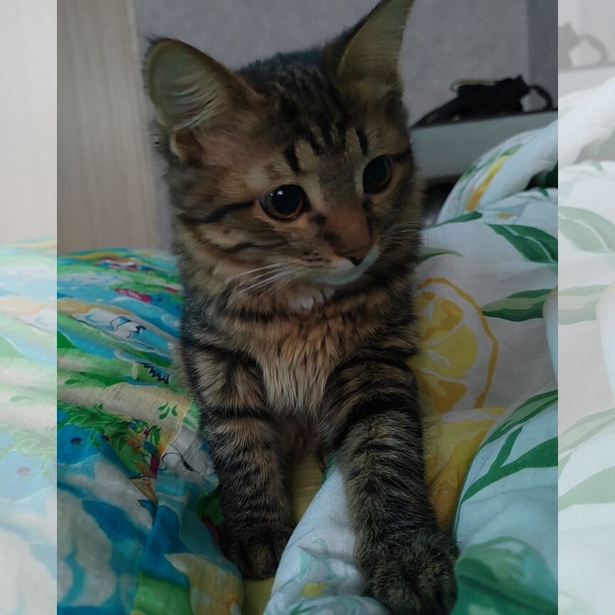 Котёнок в добрые руки