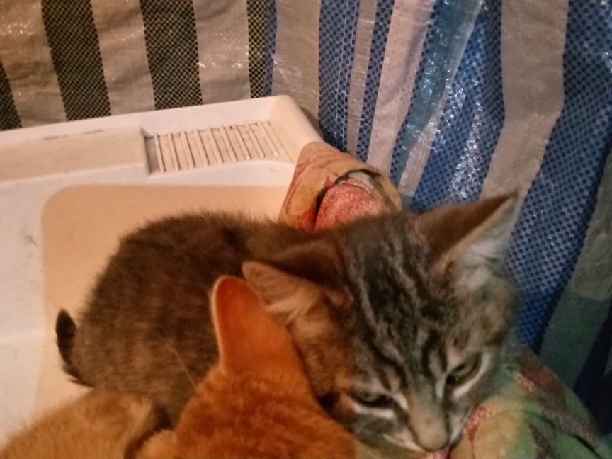 Котятам нужен дом
