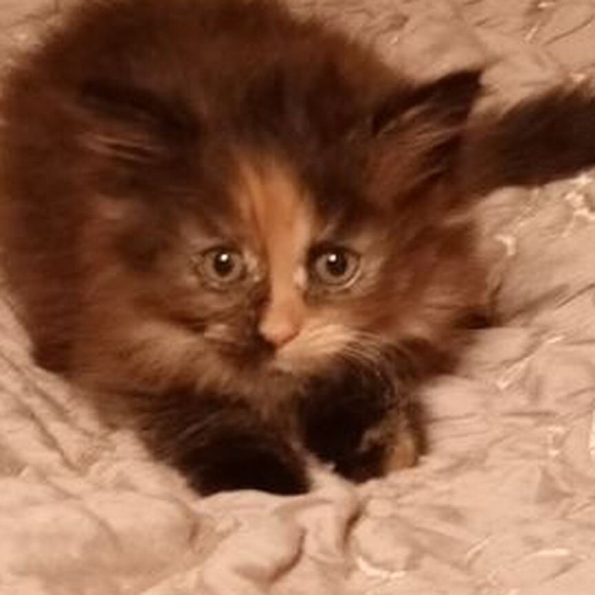 Котята от британской кошки