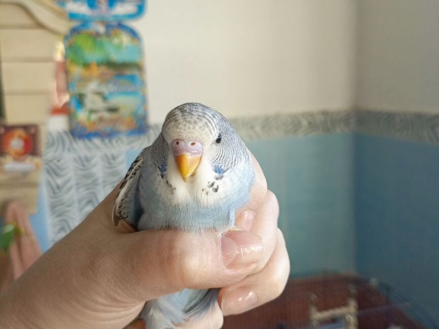 Попугай получех