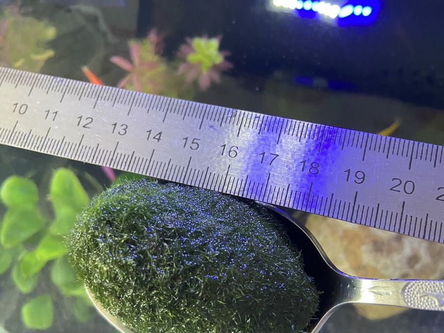 Кладофора шаровидная