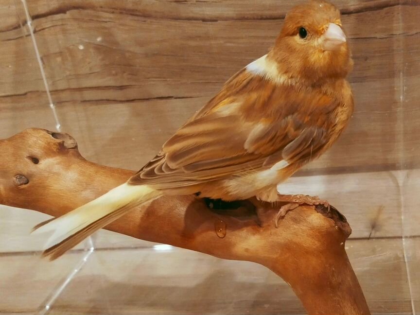 Канарейка самочка