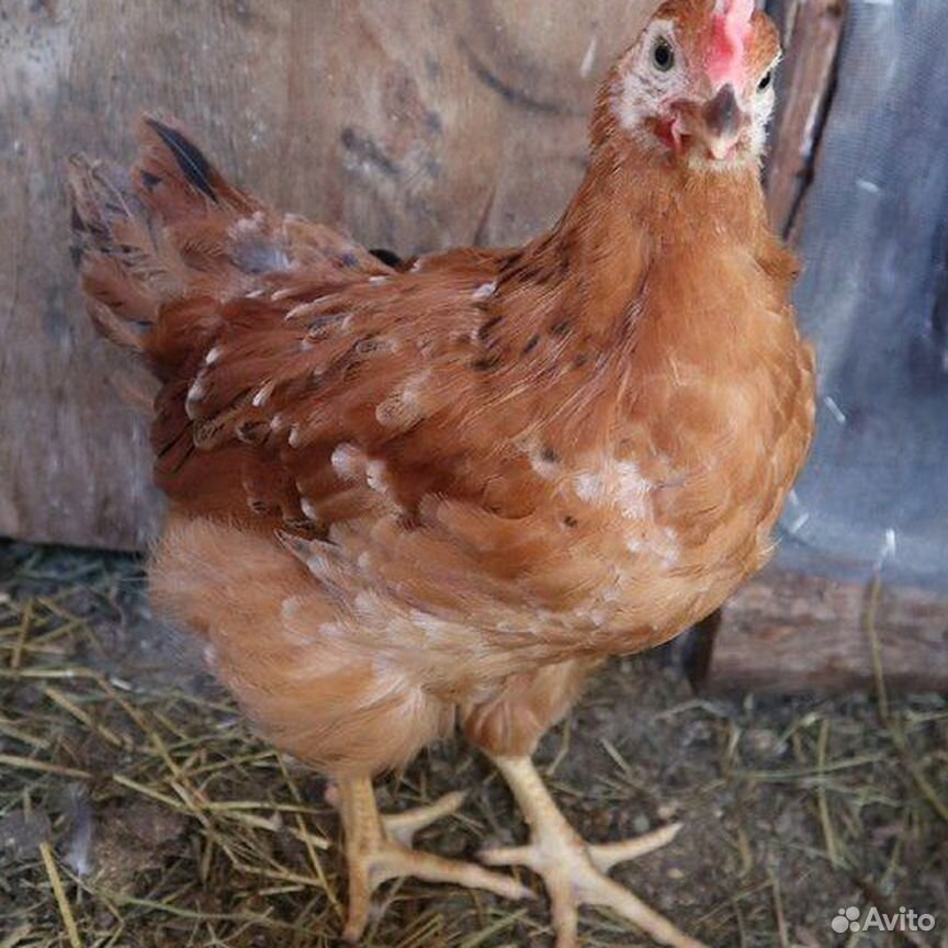 Молодки кучинская юбилейная