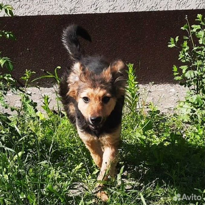 Ищет дом и семью щенок Фрося