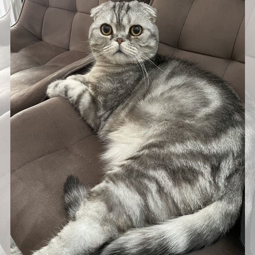 Шотландский вислоухий длинношёрстный, взрослый кот