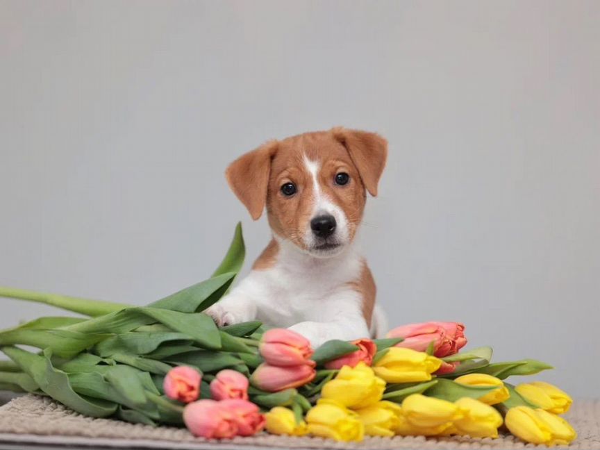 Шикарные щенки Джек Рассел терьер