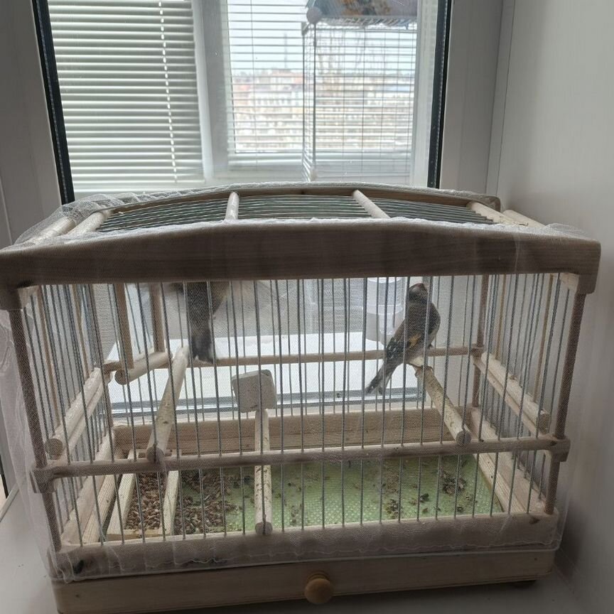 Певчие птицы