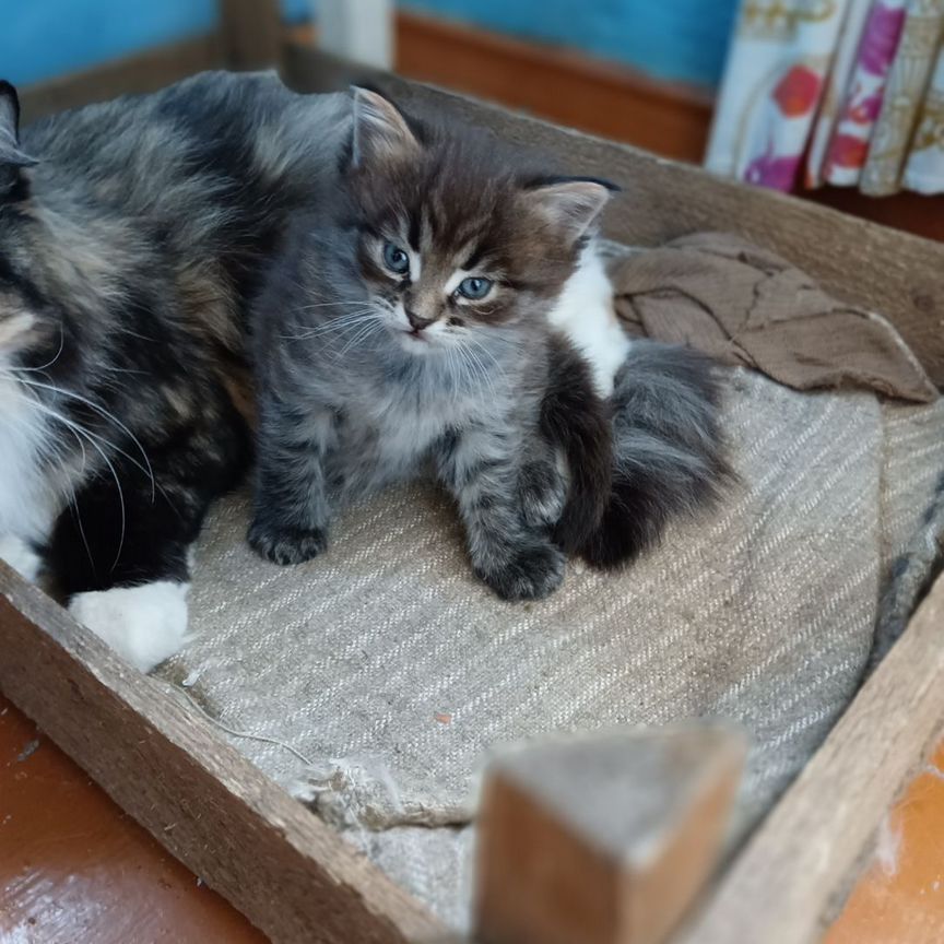 Котёнкок