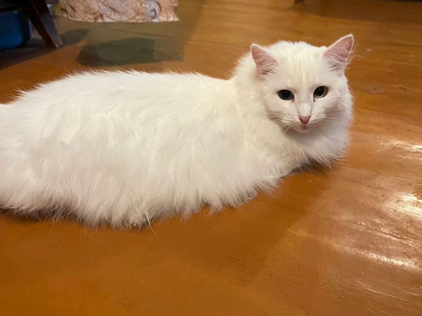 Кошка очень домашняя добрым людям