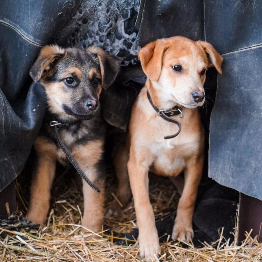 Не крупные щенки мерзнут в будке