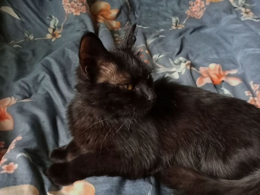 Кошка