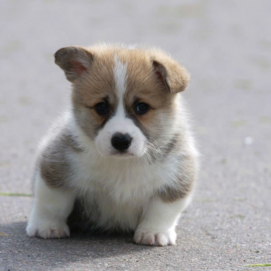 Маленький крепыш