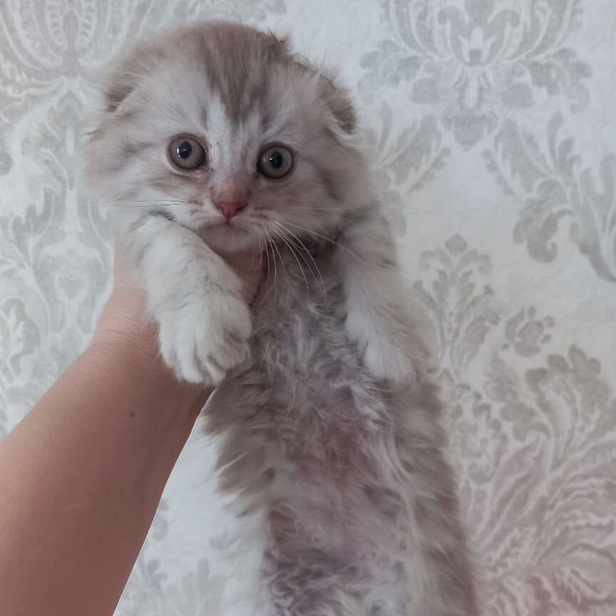 Шотландские красотки