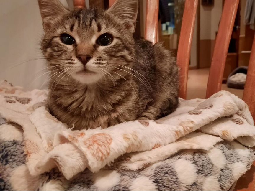 Котенок серый 4 мес