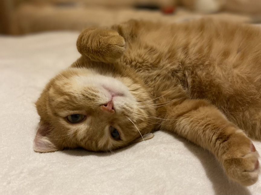 Кот очень ласковый в добрые руки