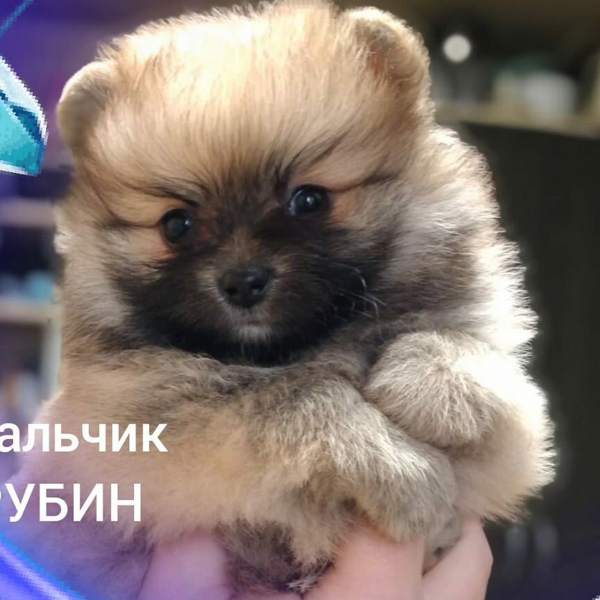 Щенки померанского шпица