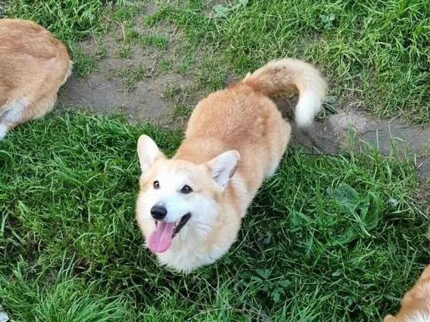 Вельш-корги пемброк кобель