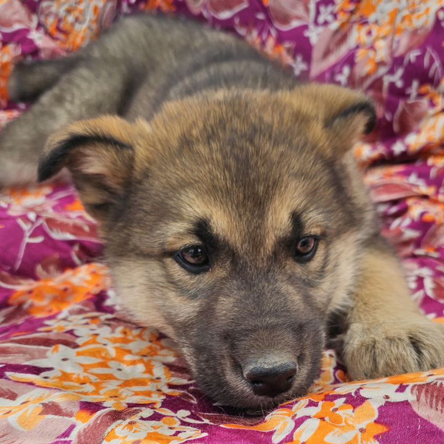 Щенок от частного владельца