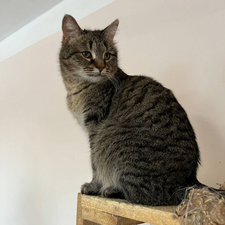 Кошка Варя ищет дом