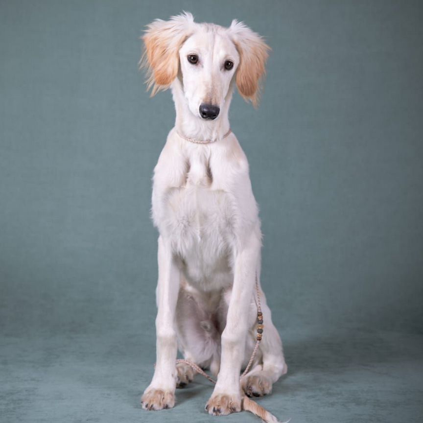 Щенок кобель салюки (персидская борзая)