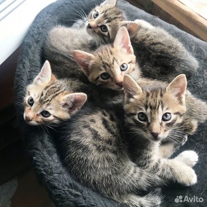 Котята-тигрята