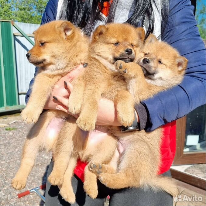 Карело финская лайка