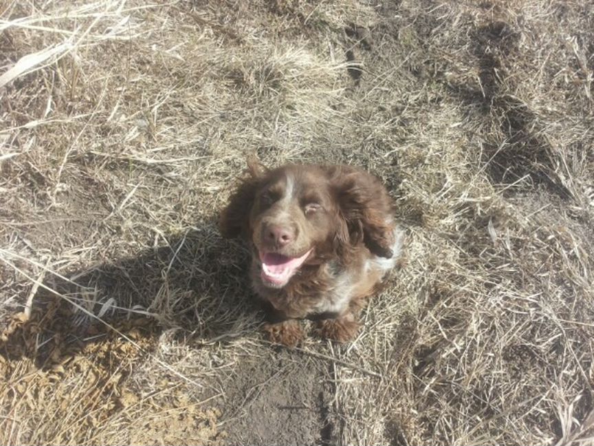 Вязка русский спаниель