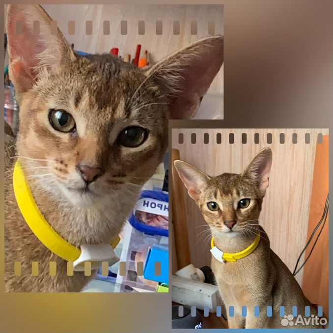 Абесинская кошка