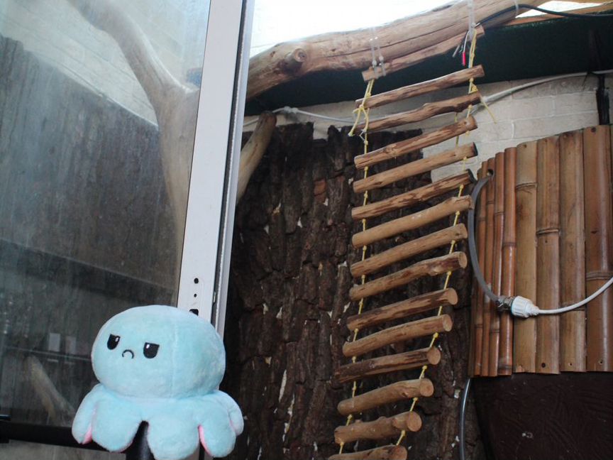 Террариум для игуаны