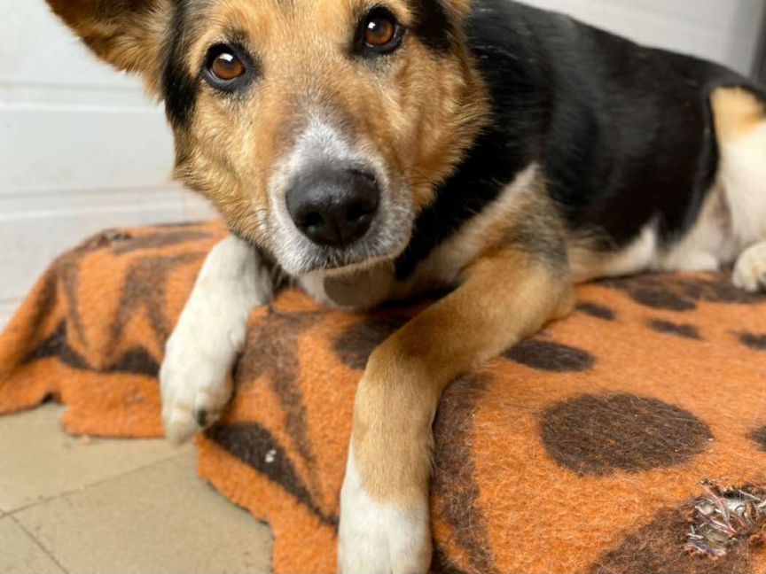 Собака в добрые руки