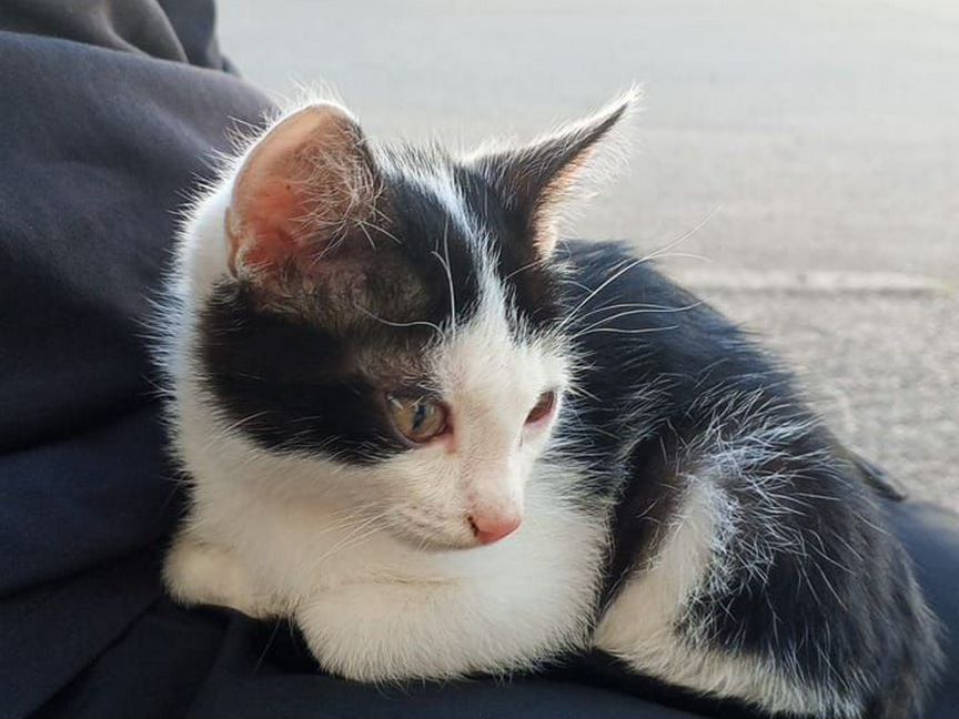 Черно белый котенок