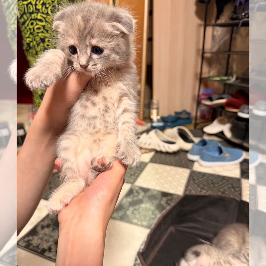 Шотландский вислоухий длинношёрстный котёнок