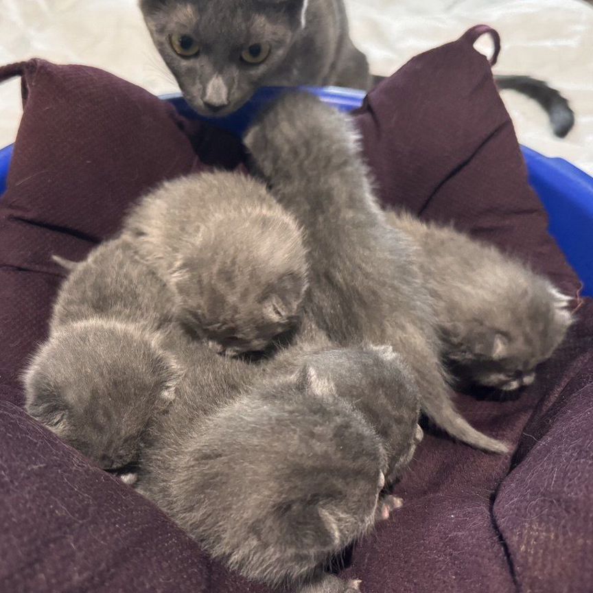 Шотландец вислоухий котята