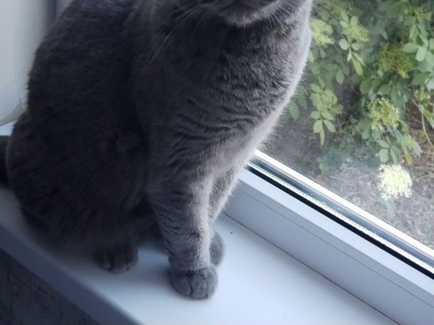 Кошка в дар бесплатно