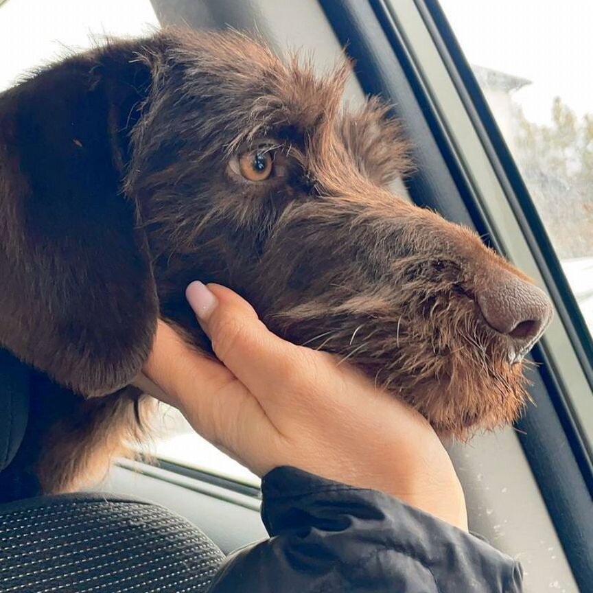 Дратхаар бесплатно