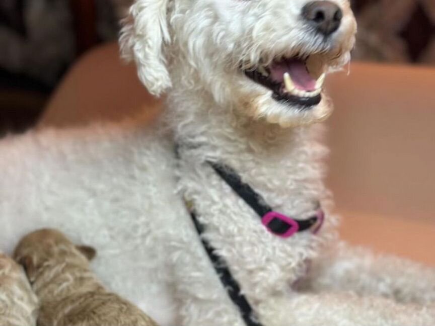 Собаки щенки той-пудель