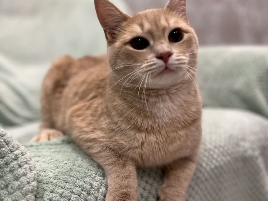 Кот