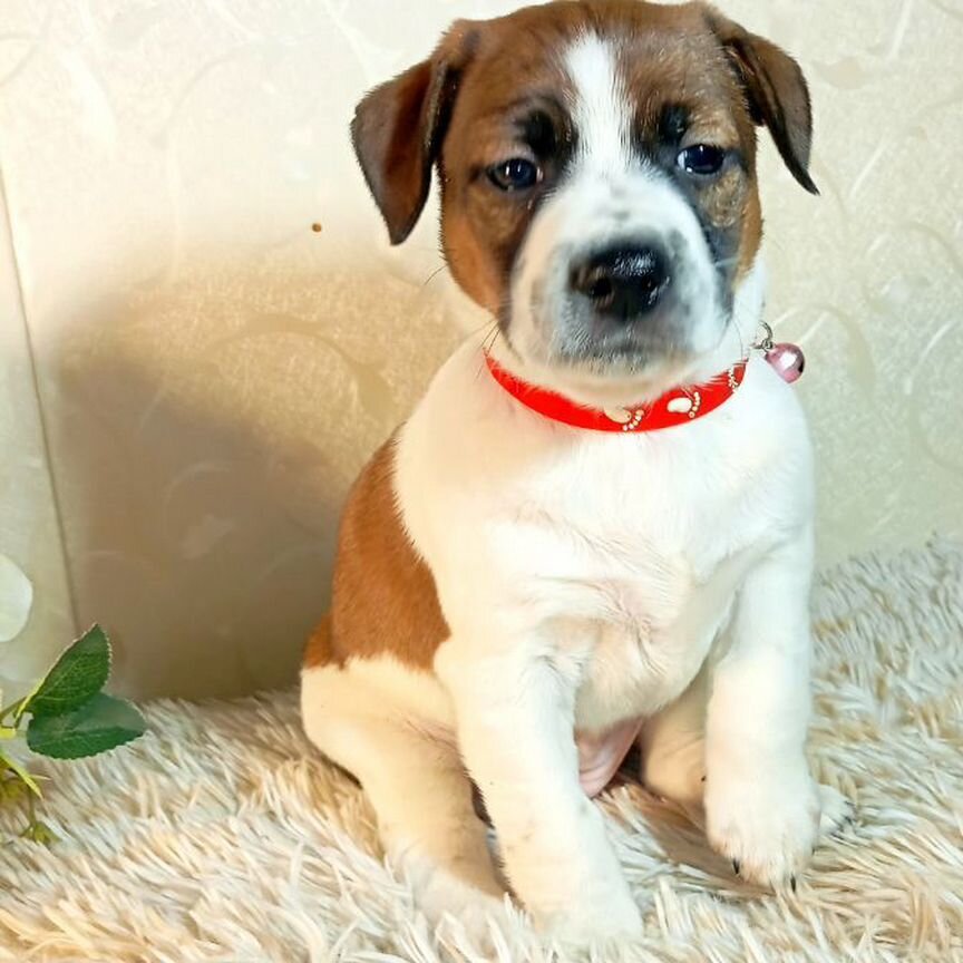 Джек-рассел-терьер, щенок