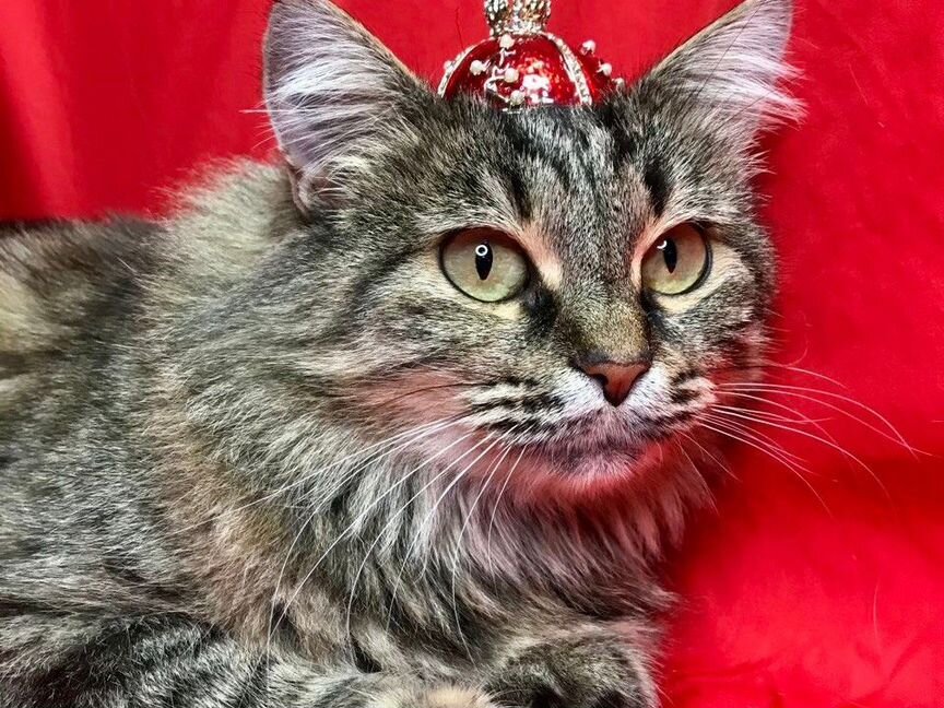 Ласковая хорошая кошка в добрые руки