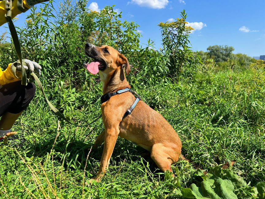 Милая Банни щенок подросток