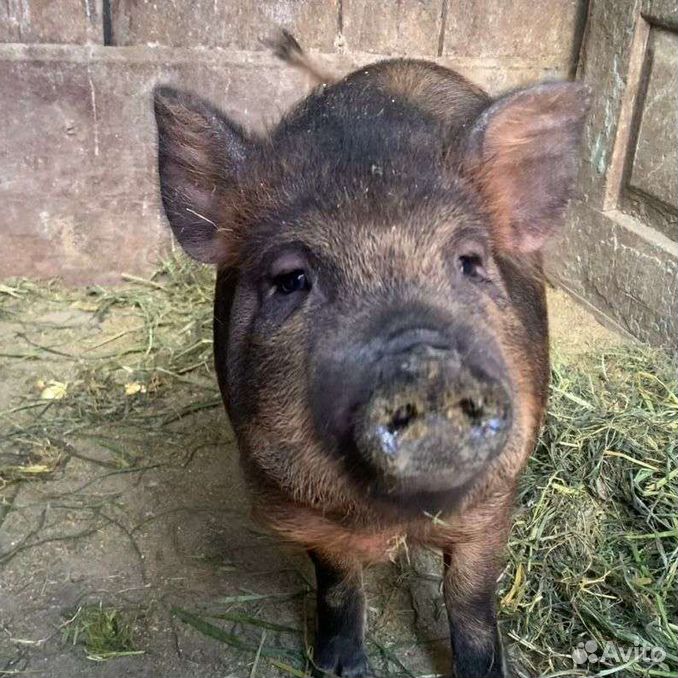 Вьетнамские поросята (кабанчики)